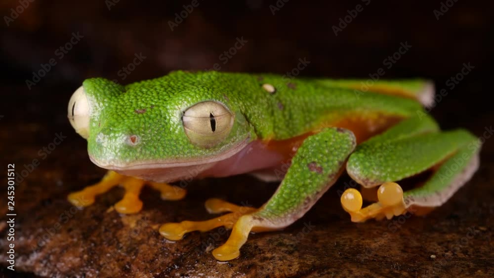 Leaf Frog Agalychnis Hulli Blinking Its Eyes In The Rainforest At