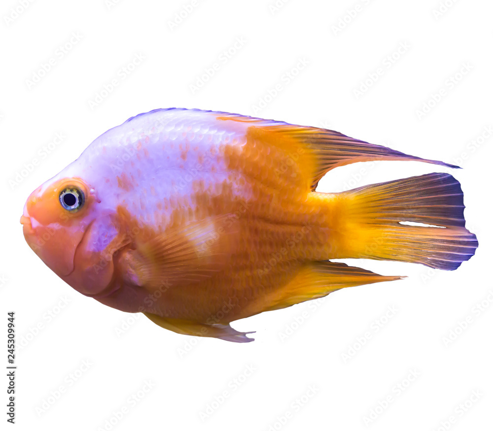 Orange tropical marine fish from the Indian Ocean. Isolated photo on ...