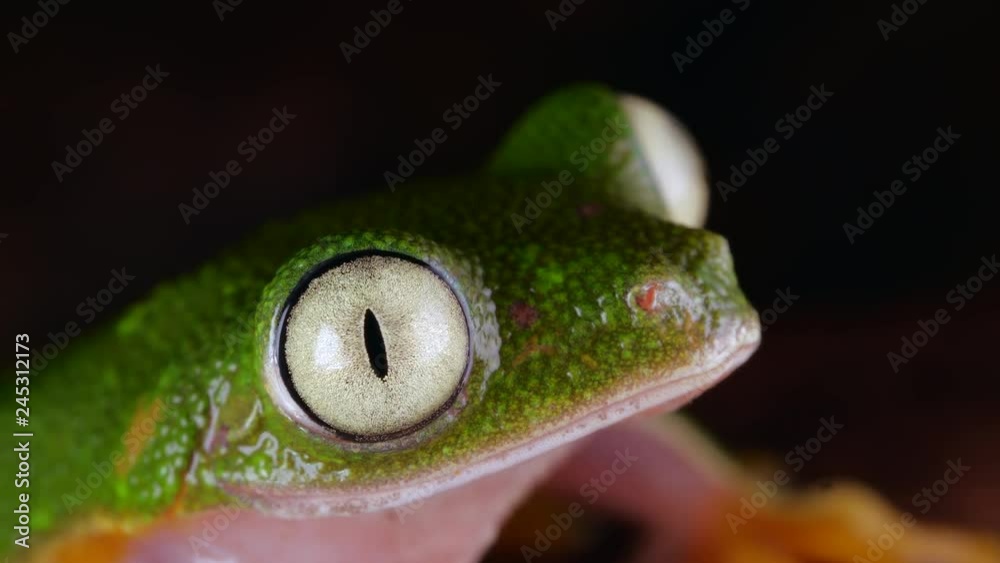 Leaf Frog (Agalychnis hulli) blinking its eyes In the rainforest at ...