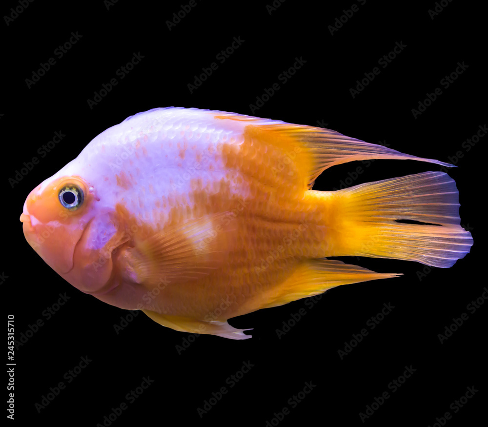 Orange Saltwater Fish