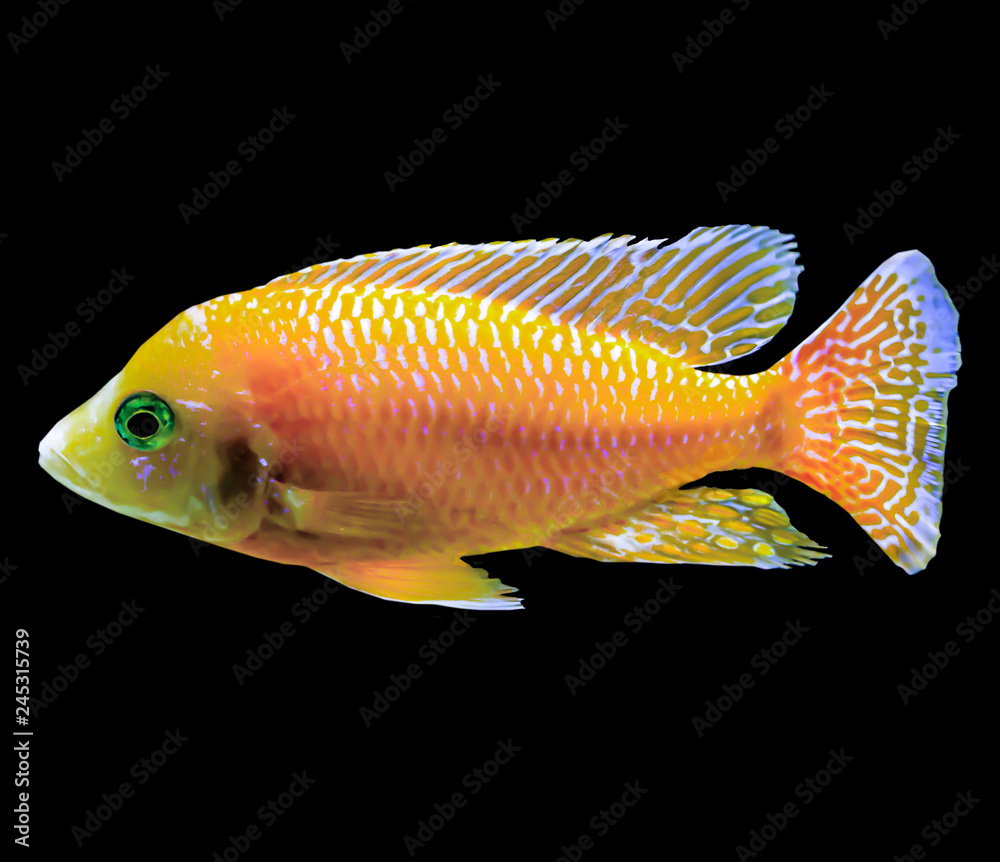 Indian Aquarium Fishes