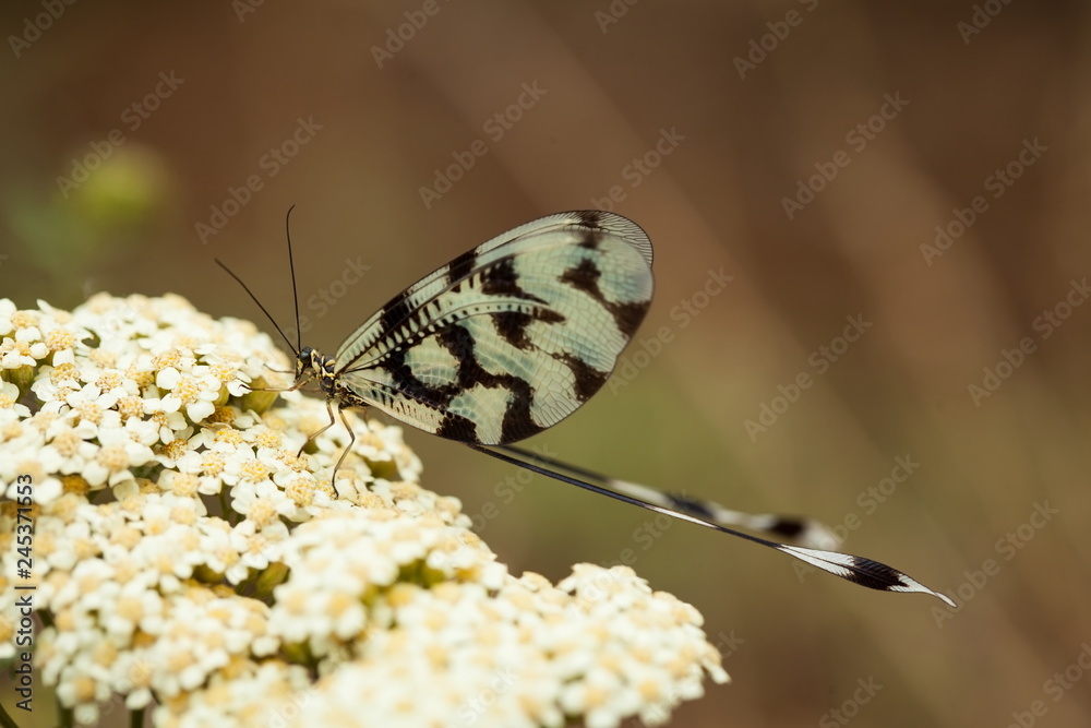 Nemoptera sinuata. The wild nature of Bulgaria. Free nature. A ...