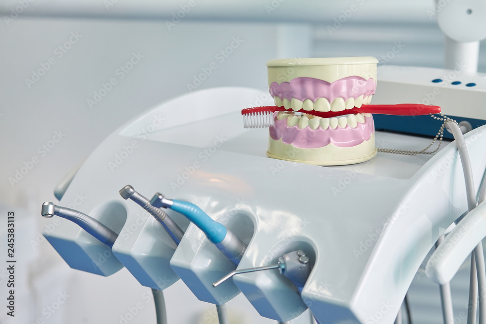 Dental jaw model. How to clean the teeth with tooth brush properly and ...