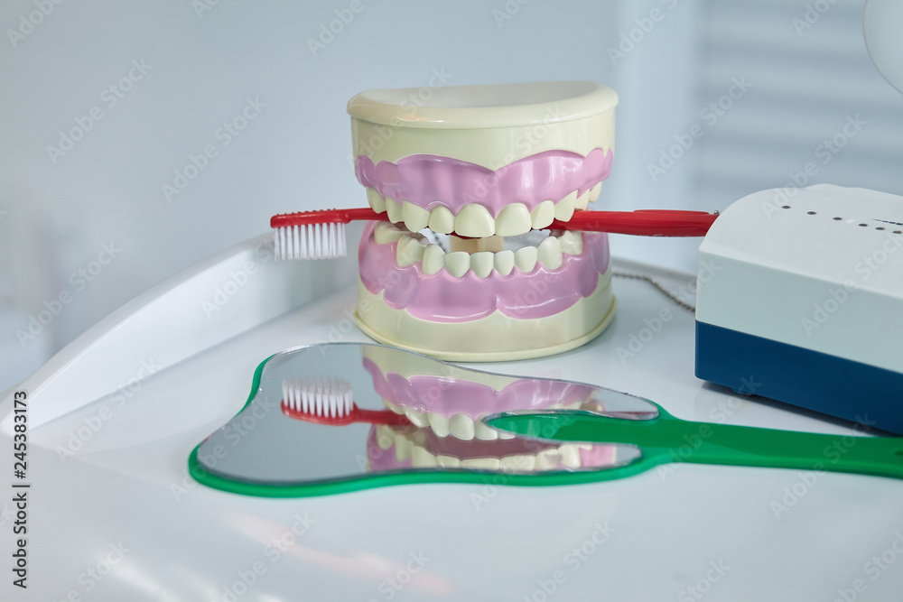 Dental jaw model. How to clean the teeth with tooth brush properly and ...