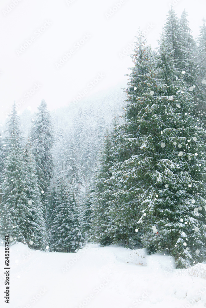 Snowy fir trees in winter forest background Stock Photo | Adobe Stock
