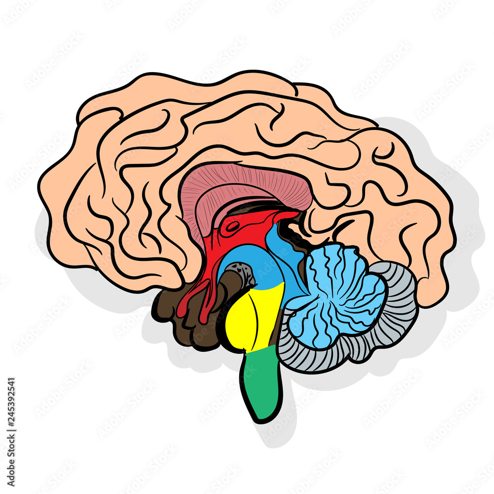 Posterior Anterior Brain