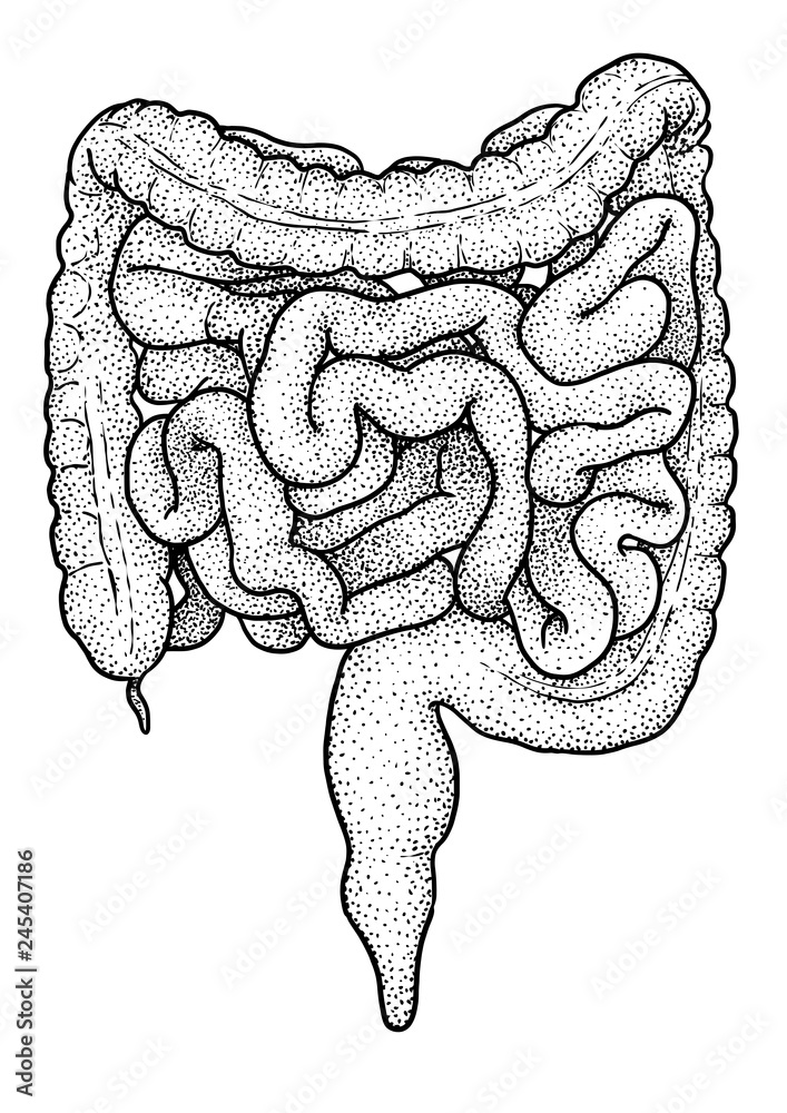 Intestine illustration, drawing, engraving, ink, line art, vector Stock ...