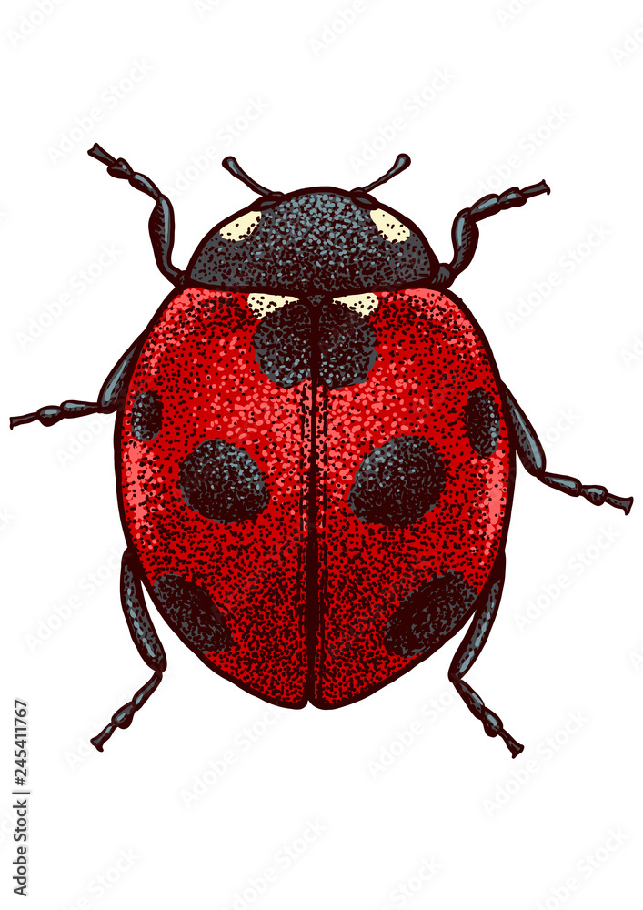 Ladybug illustration, engraving, drawing, ink, vector Stock Vector ...