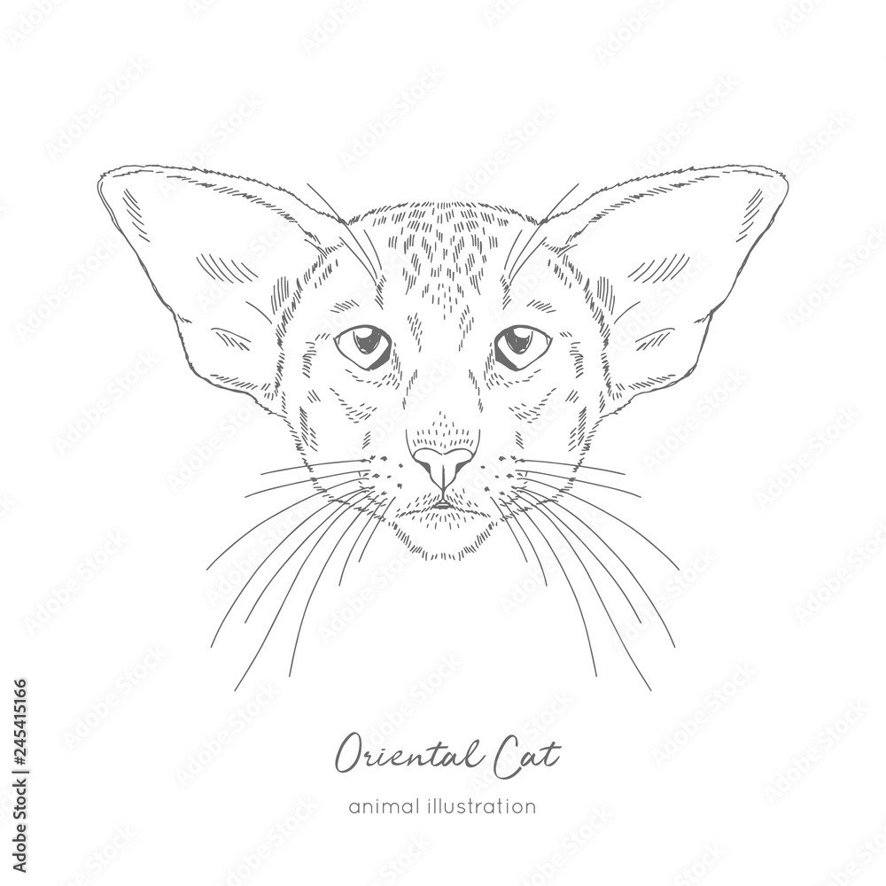 Symmetrical Vector portrait illustration of Oriental cat. Hand drawn ...