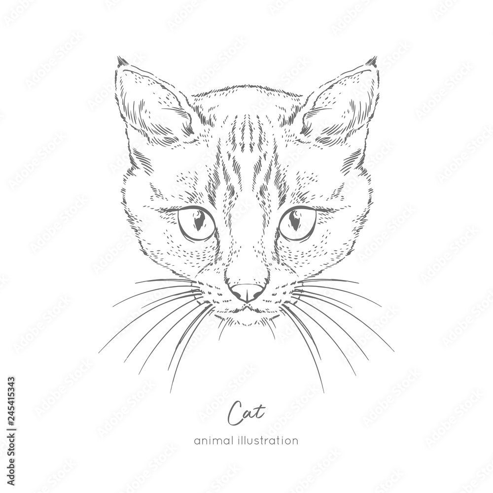 Symmetrical Vector portrait illustration of cat. Hand drawn ink ...