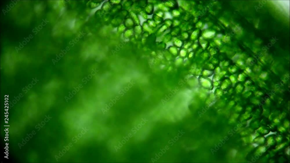 Leaf stomata under the microscope Stock Video | Adobe Stock