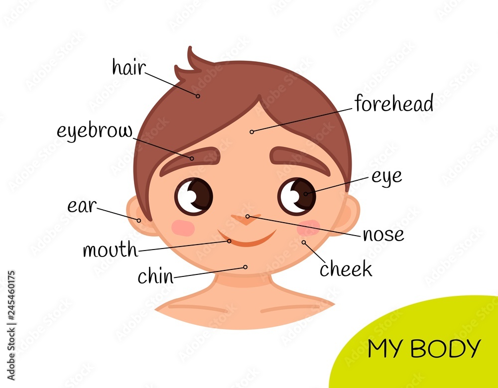 Educational material for children My body. My face. Illustration of a ...