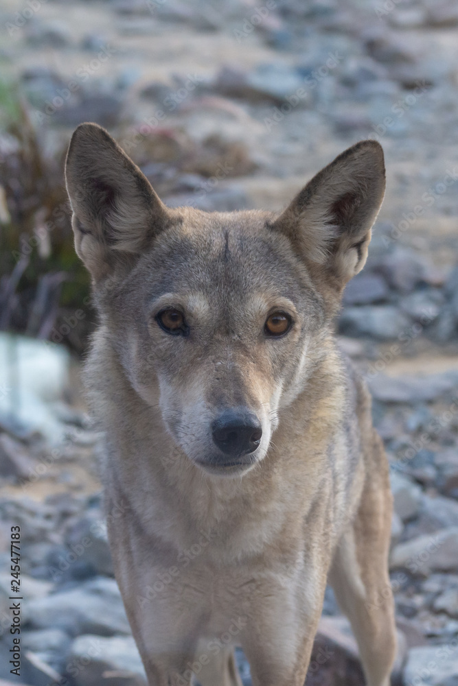 A rare and endangered Arabian Wolf, stops and stares in the rocky ...