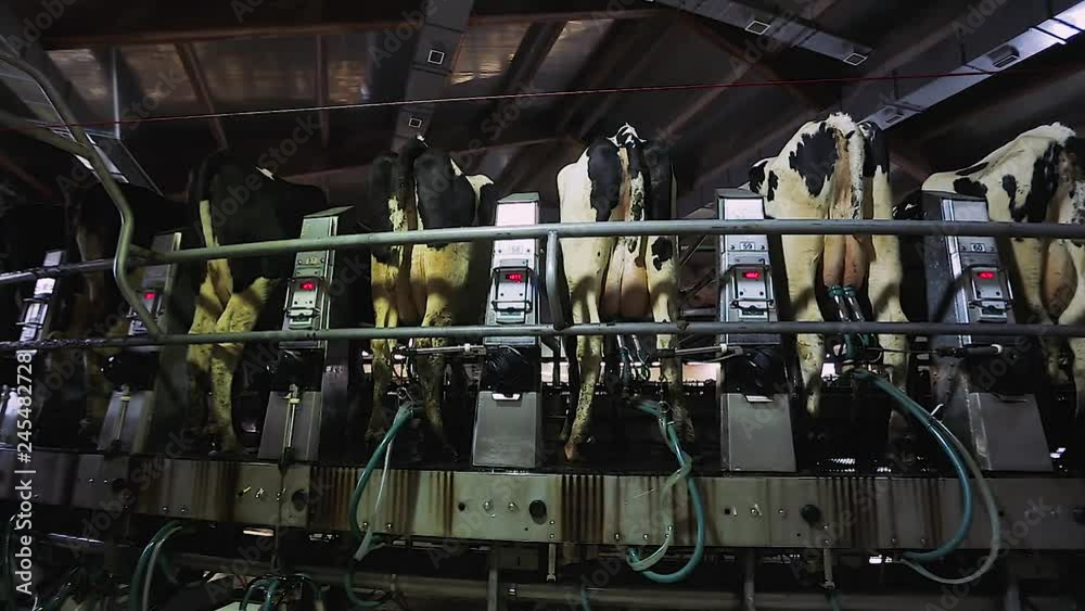 Cow milking on modern farm. Dairy cows at dairy factory. Process ...