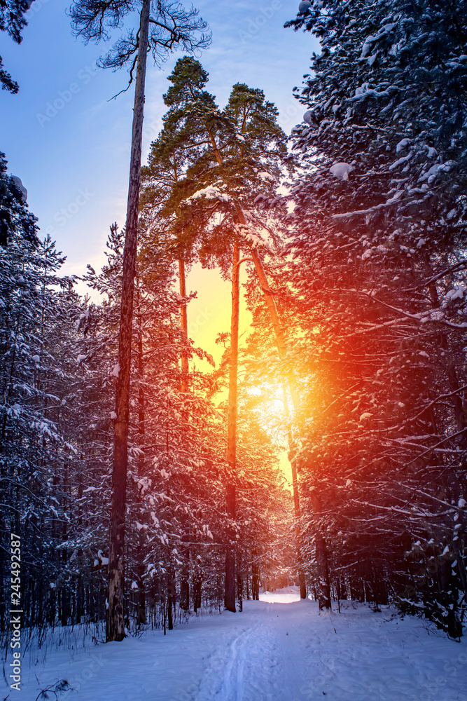Winter Sunset Trees