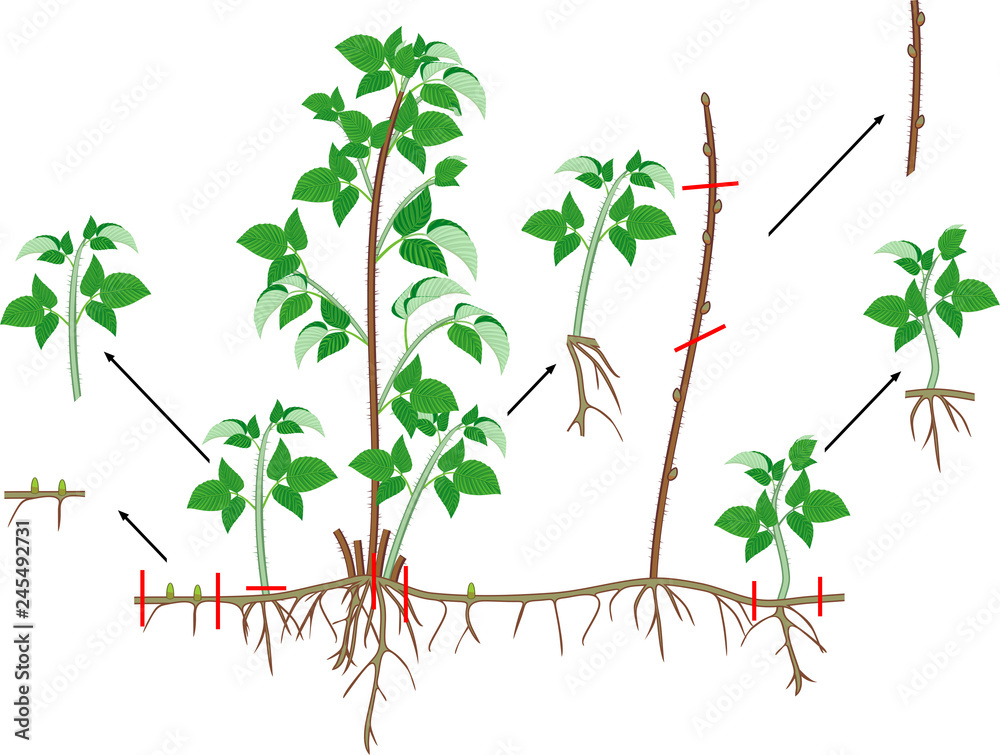 Raspberry vegetative reproduction scheme. Raspberry shrub with root ...