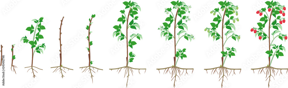 Two year life cycle of raspberry isolated on white background. Growth ...