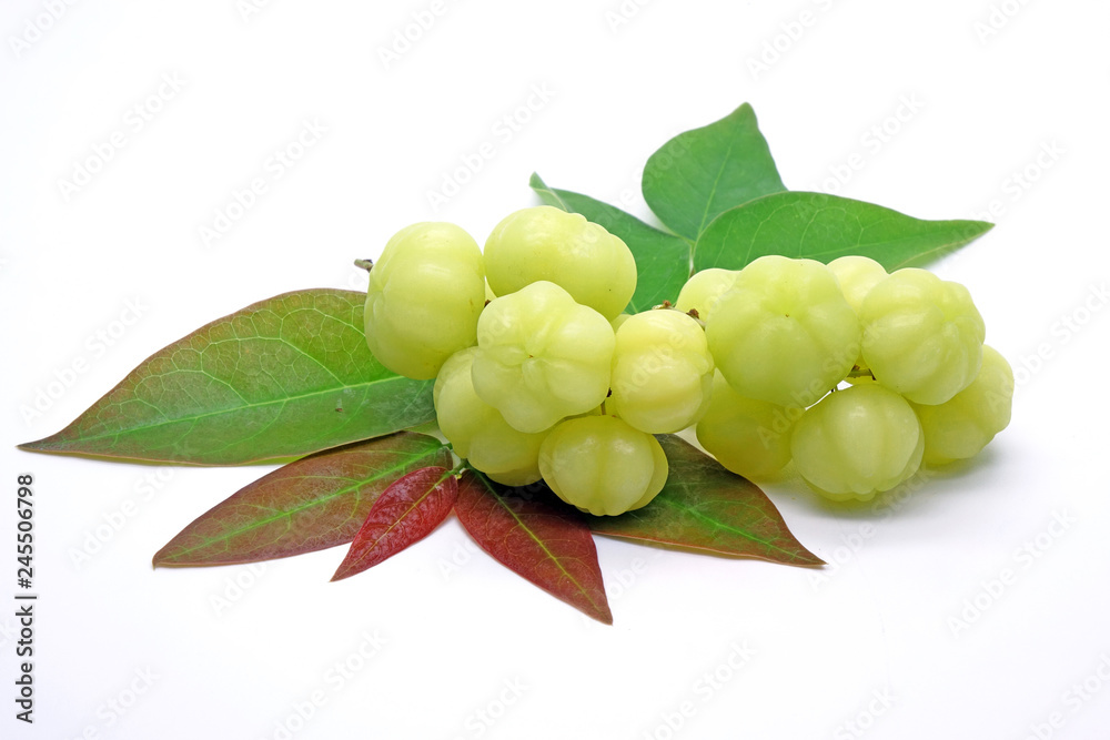 Star gooseberry with green leaves (Phyllanthus acidus) known as ...