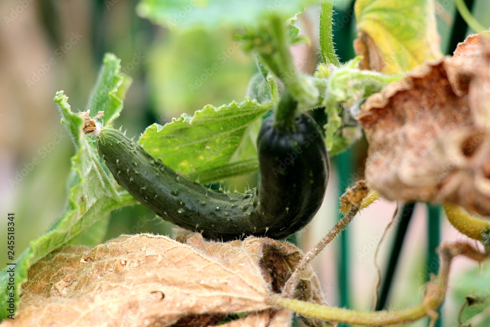 Single Cucumber Plant