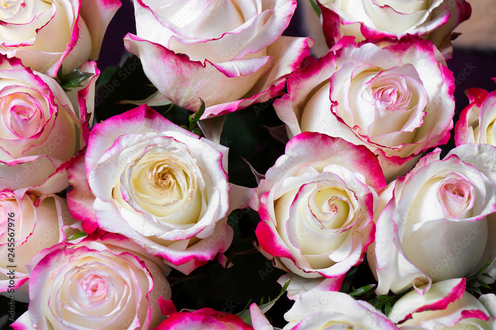 White Roses With Pink Tips Wallpaper
