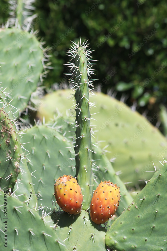 Prickly pear shaped as male genitals. Phallic form. Stock Photo | Adobe ...