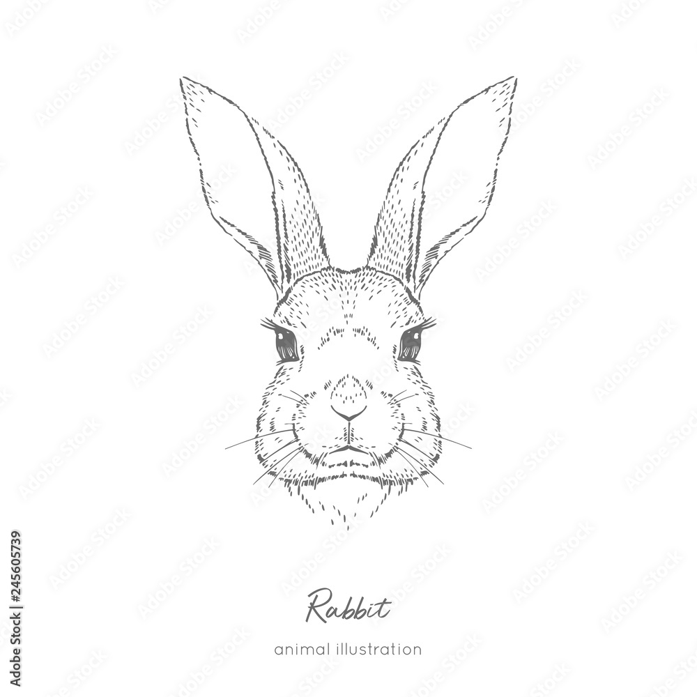 Vetor de Symmetrical Vector portrait illustration of rabbit farm animal ...