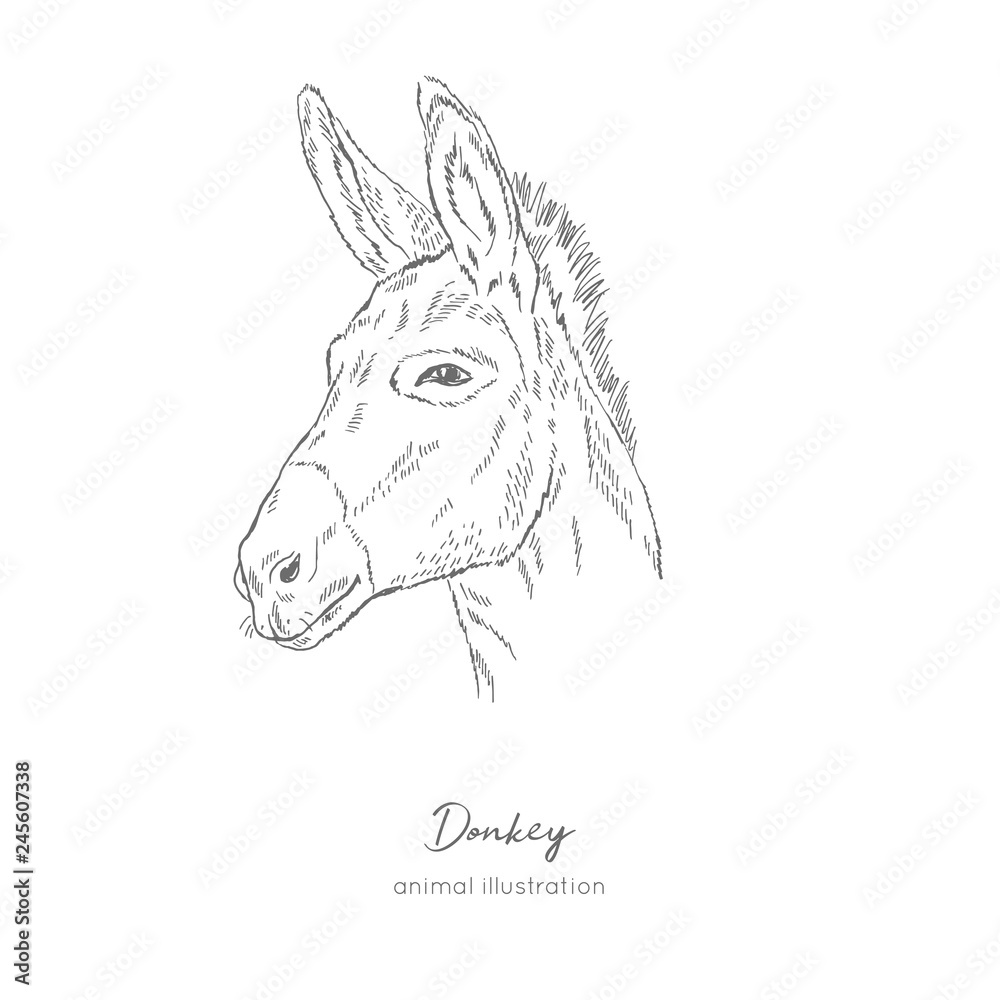 Side view Vector portrait illustration of donkey farm animal Hand drawn ...