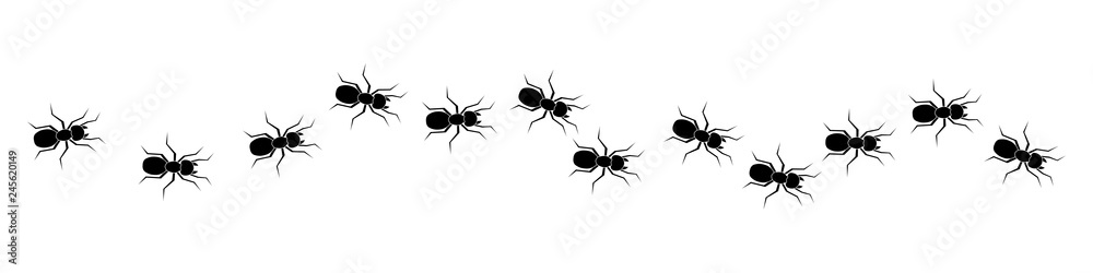 Ants Marching With Food