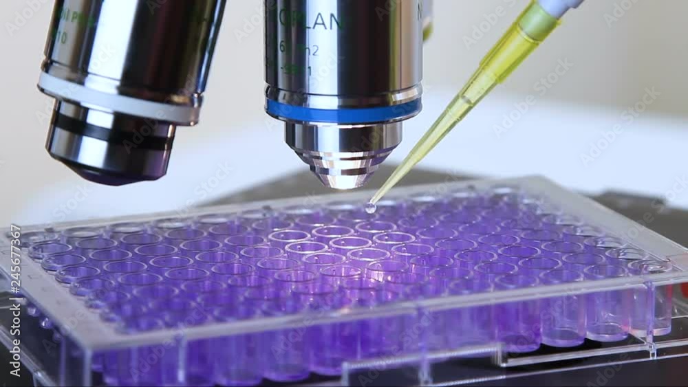 The study of the properties of biofilms. Adding a sample to a medical ...