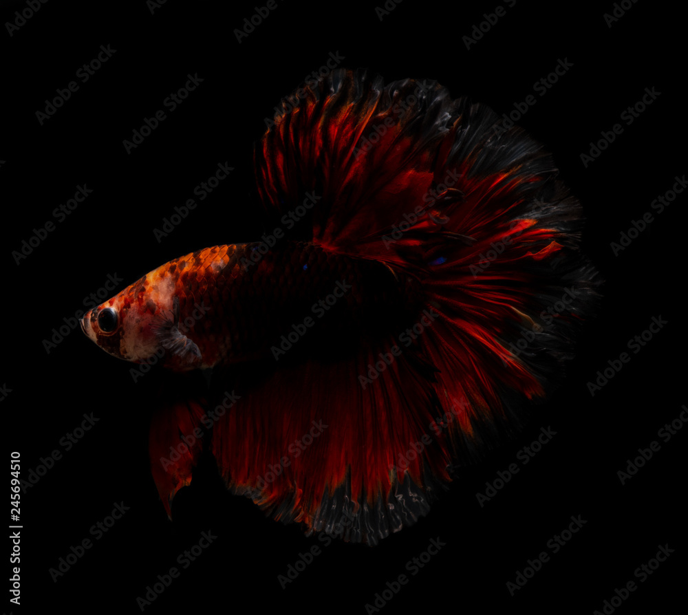 Red Halfmoon Betta