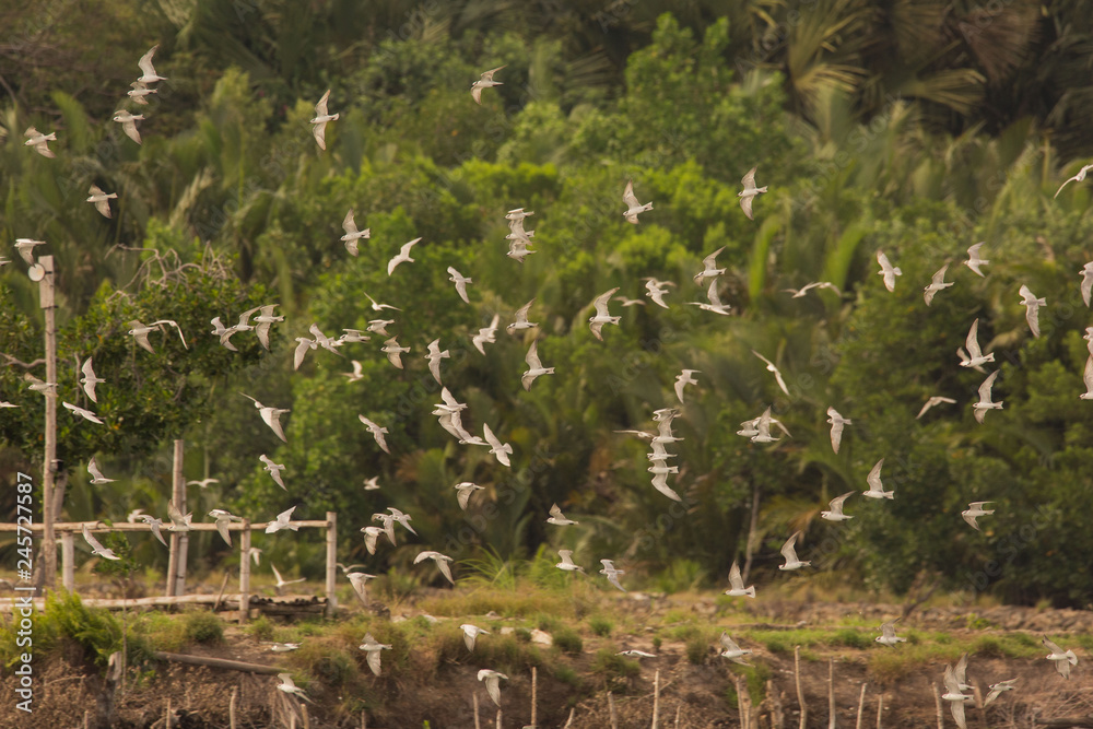 swarm of sea swallows flying like a airshow a fantastic outdoor ...