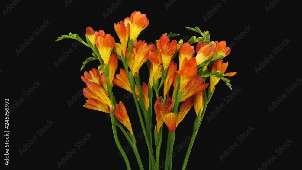 Time-lapse of dying orange freesia flower 4b1 in PNG+ format with ALPHA ...