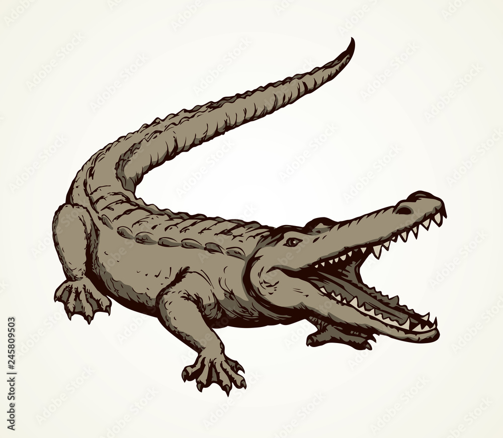 Crocodile. Vector drawing Stock Vector | Adobe Stock