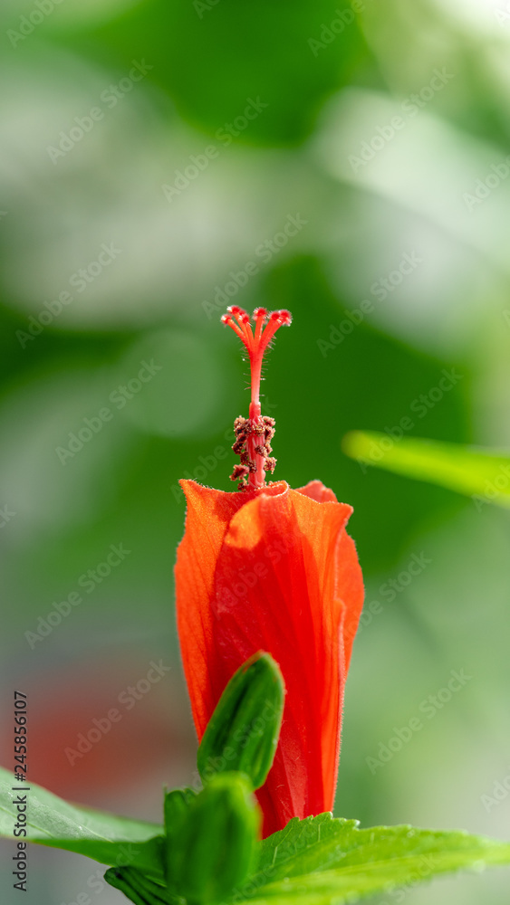 Malvaviscus is a genus of flowering plants in the mallow family ...