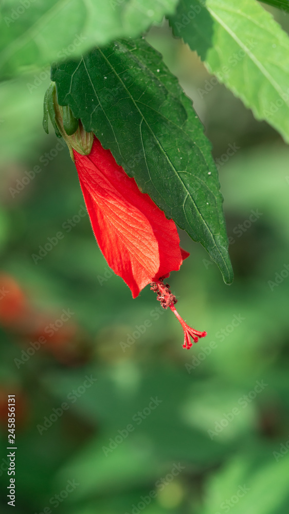 Malvaviscus is a genus of flowering plants in the mallow family ...