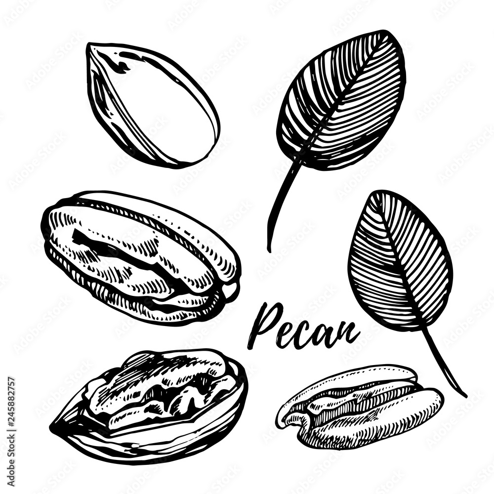 Pecan nuts and leaves vector hand drawn illustration. Ink sketch of ...