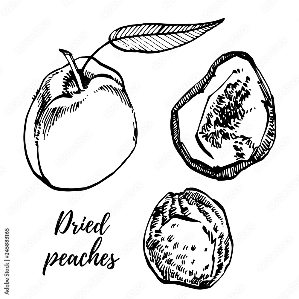 Dried peaches vector hand drawn illustration. Ink sketch of nuts. Hand ...