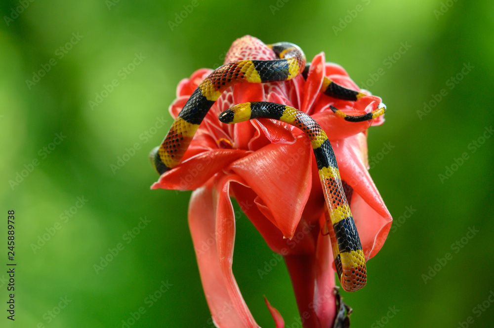 Costa Rican coral snake common snake distributed from the east and ...