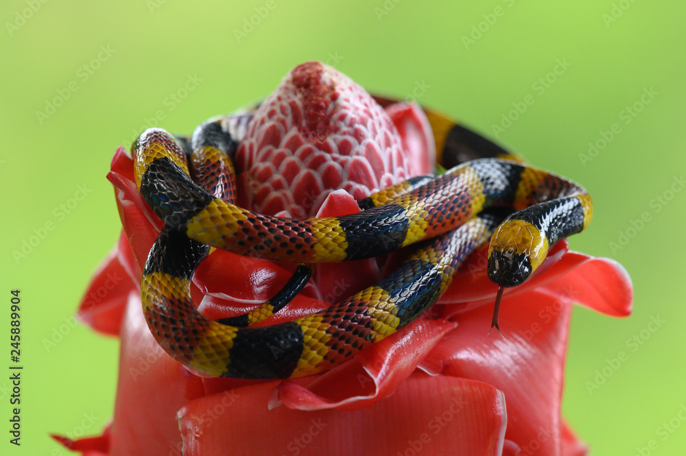 Costa Rican coral snake common snake distributed from the east and ...
