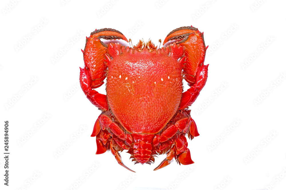 Red frog crab or Spanner crab(Ranina ranina) is a species of edible ...