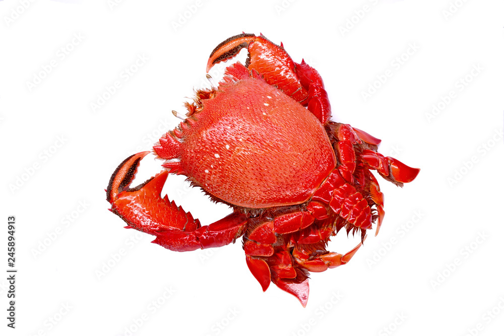 Red frog crab or Spanner crab(Ranina ranina) is a species of edible ...