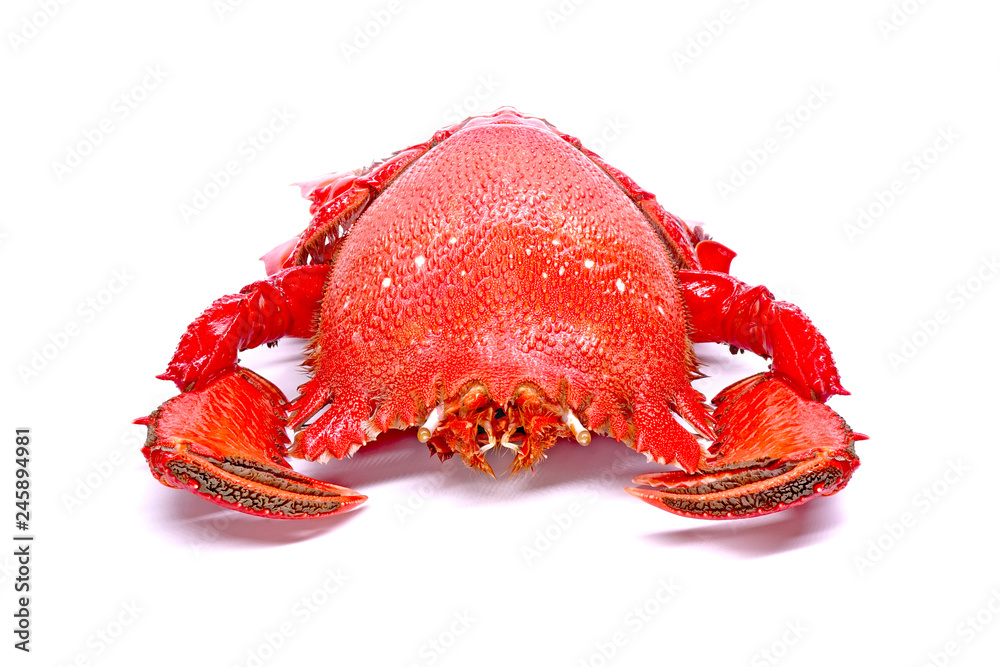 Red frog crab or Spanner crab(Ranina ranina) is a species of edible ...