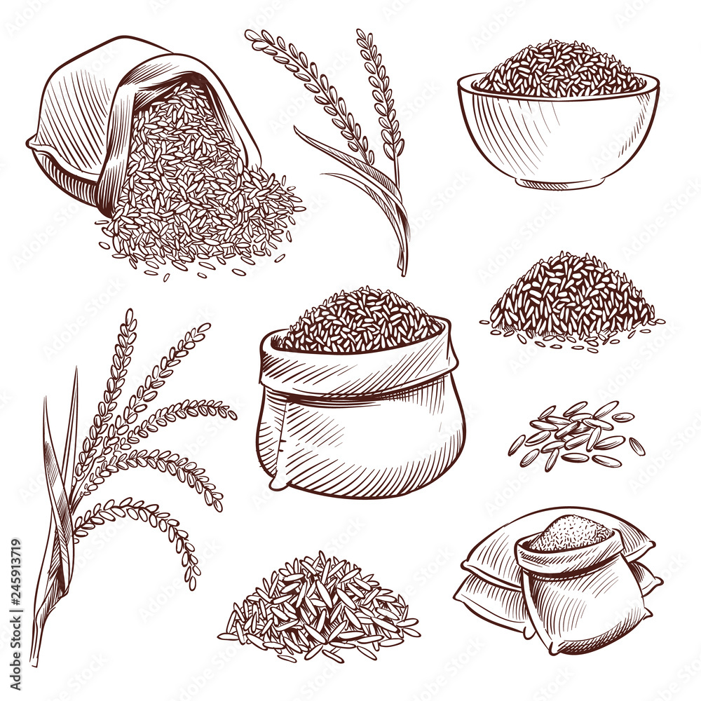 Hand drawn rice. Doodle sack and. Sketch rice ears vector set ...