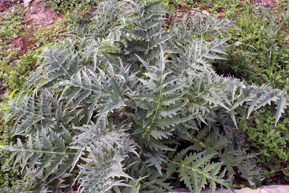 Pianta di cardo carduus ortaggio Stock Photo | Adobe Stock