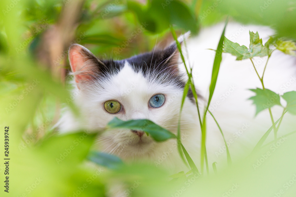 Friegthened Cat with two color eyes Heterochromia Hiding behind Bush or ...