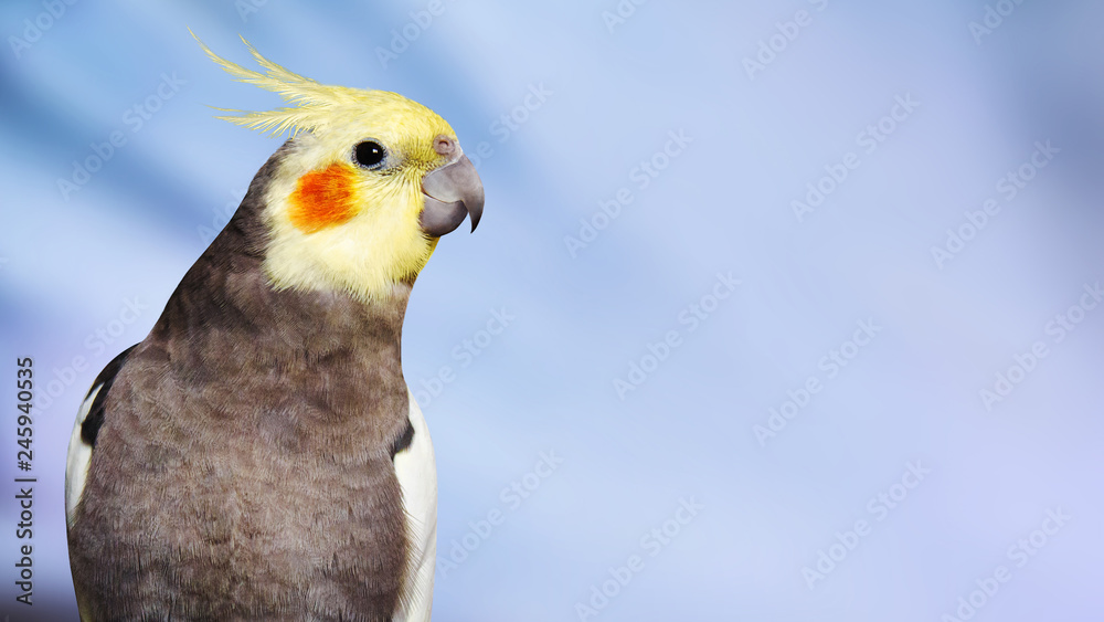 Blue Cockatiels