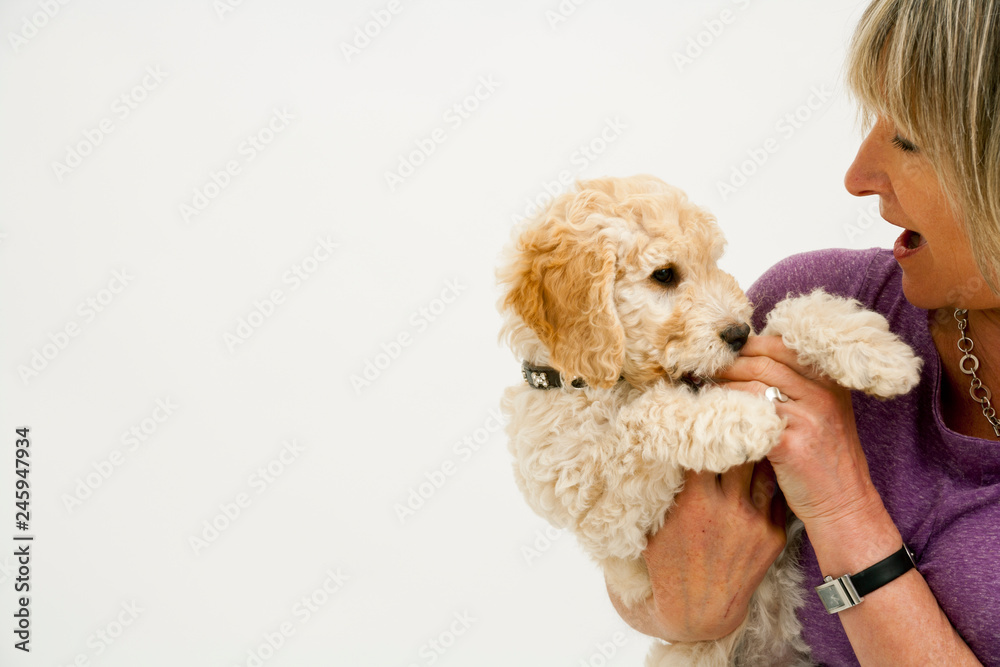 A cute 12 week old Cockapoo puppy bitch on a white background is ...