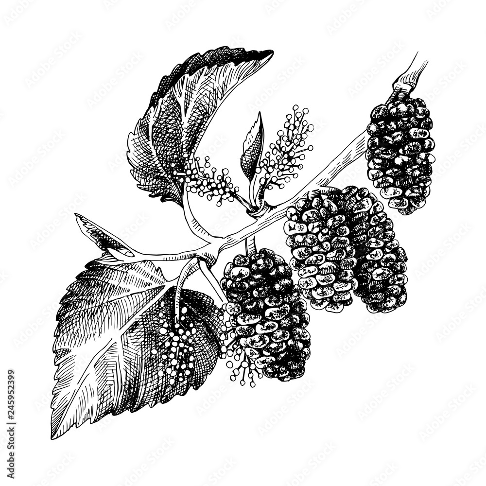 Hand drawn mulberry branch Stock Vector | Adobe Stock