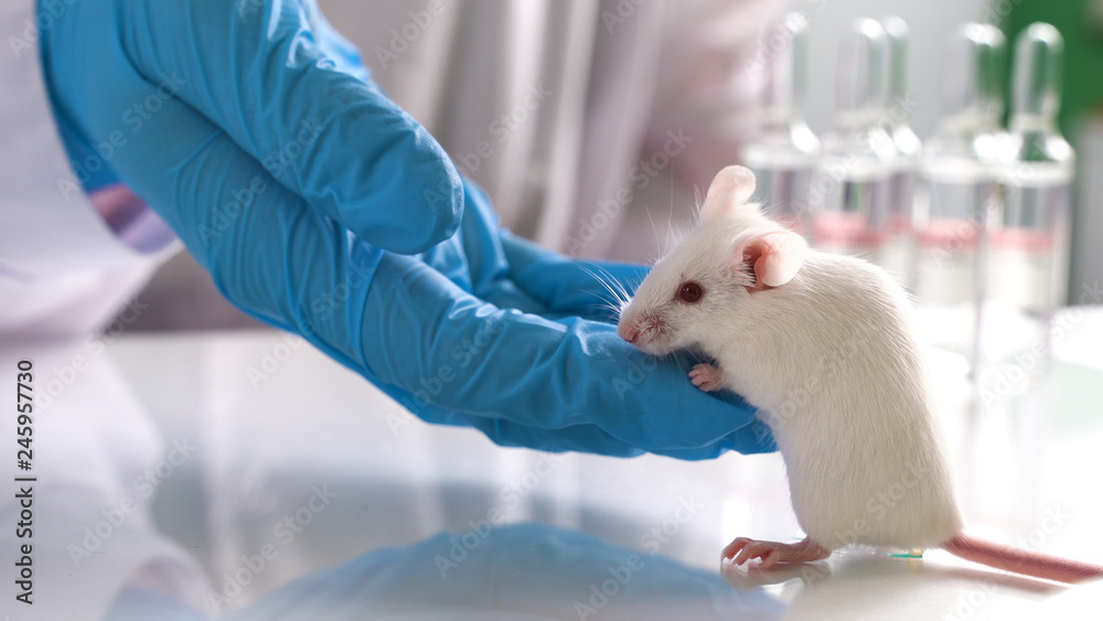 Research staff are injecting the mouse into animals,Experimental ...