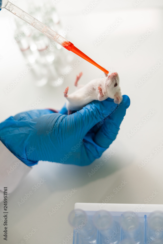 Research staff are injecting the mouse into animals,Experimental ...